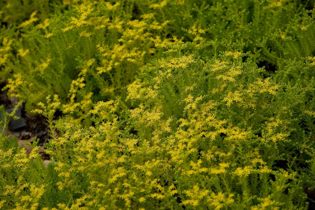 Mary Lents Native Plant Garden - Discovery Green