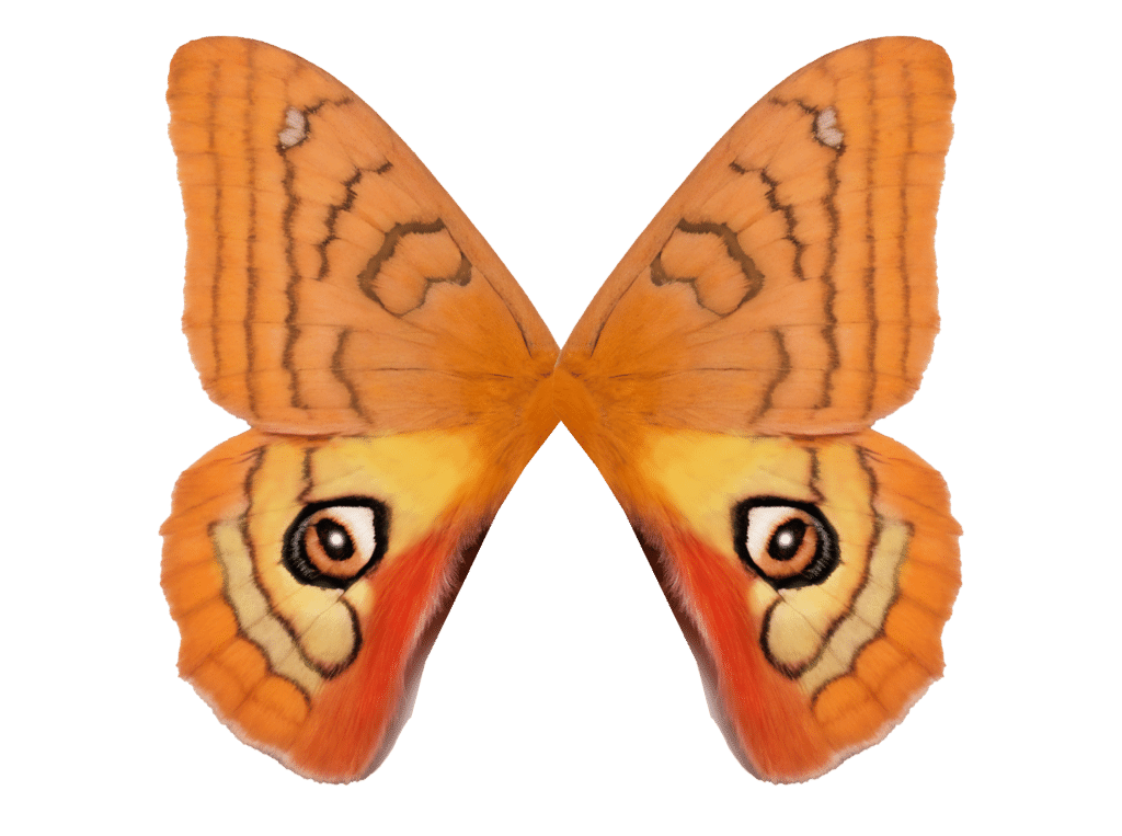 The future of endangered moths looms large at Discovery Green this ...